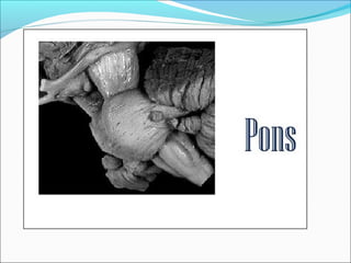 Anatomy of midbrain & pons | PPT
