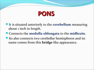 Anatomy of midbrain & pons | PPT