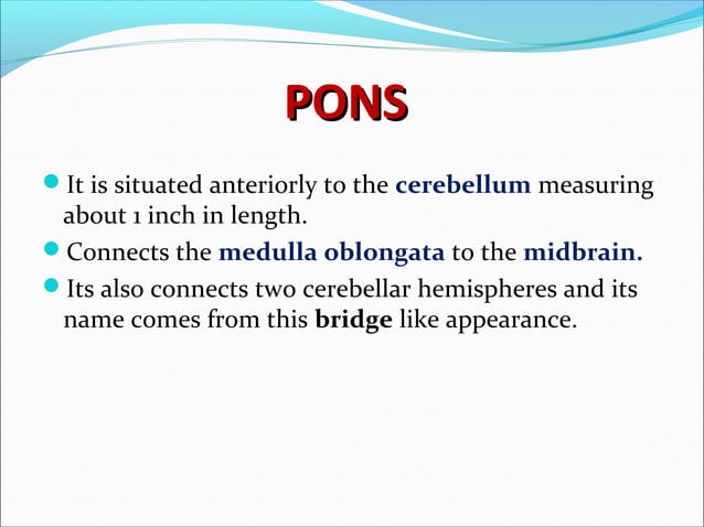 Anatomy of midbrain & pons | PPT | Brain and Nervous System Disorders ...