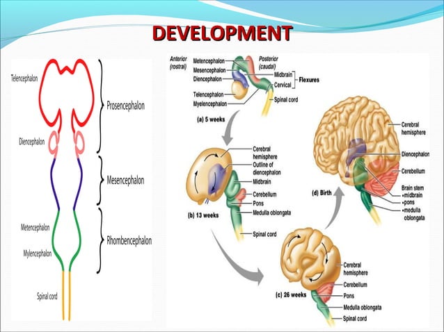 Anatomy of midbrain & pons | PPT | Brain and Nervous System Disorders ...