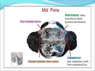 Anatomy of midbrain & pons | PPT