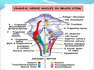 Anatomy of midbrain & pons | PPT