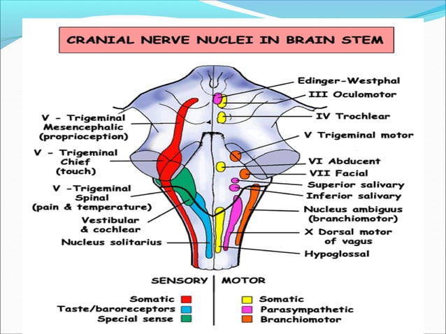 Anatomy of midbrain & pons | PPT | Brain and Nervous System Disorders ...