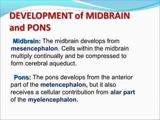 Anatomy of midbrain & pons | PPT