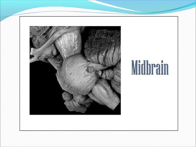 Anatomy of midbrain & pons | PPT | Brain and Nervous System Disorders ...