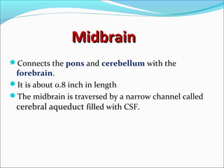 Anatomy of midbrain & pons | PPT