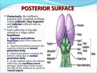 Anatomy of midbrain & pons | PPT