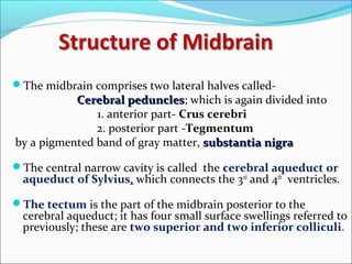 Anatomy of midbrain & pons | PPT