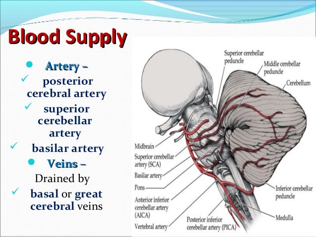 Anatomy of midbrain & pons