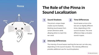 Anatomy of middle and external earuuuhhh | PPT