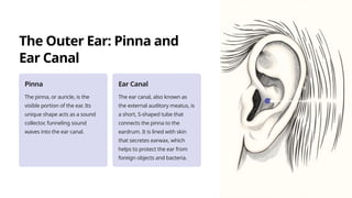 Anatomy of middle and external earuuuhhh | PPT