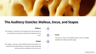 Anatomy of middle and external earuuuhhh | PPT