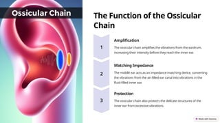 Anatomy of middle and external earuuuhhh | PPT