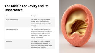 Anatomy of middle and external earuuuhhh | PPT