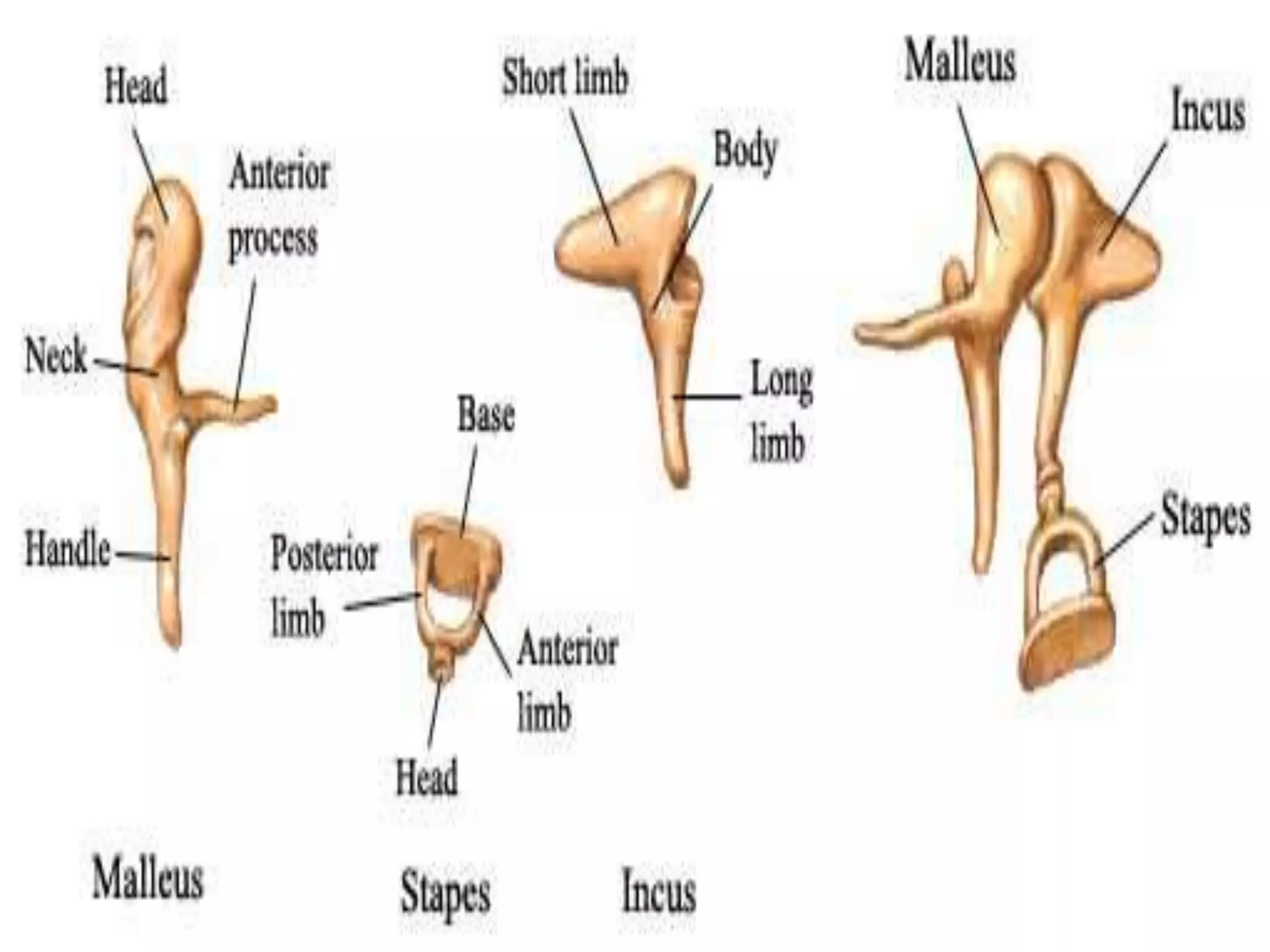 Anatomy of middle ear | PPTX | Ear, Nose and Throat Conditions ...