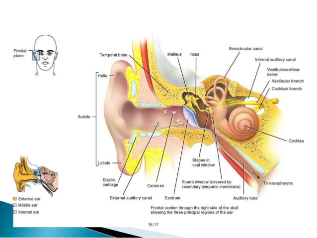Anatomy of middle ear