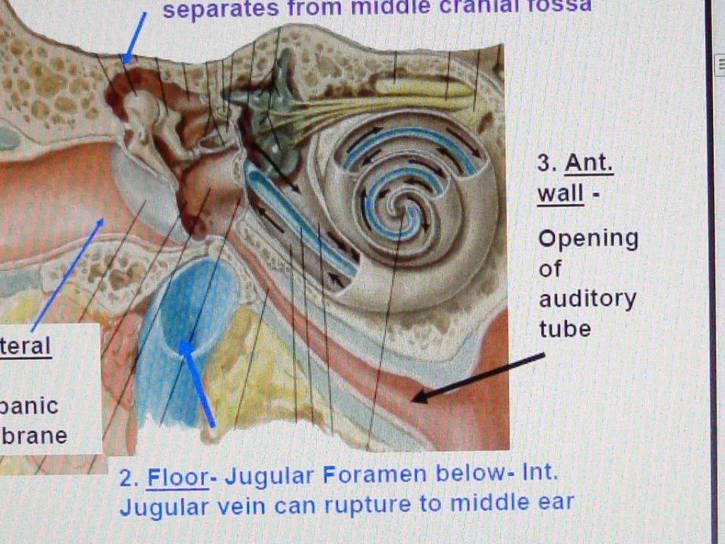 Anatomy of middle ear