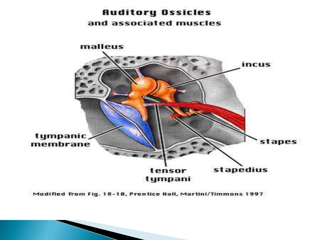 Anatomy of middle ear
