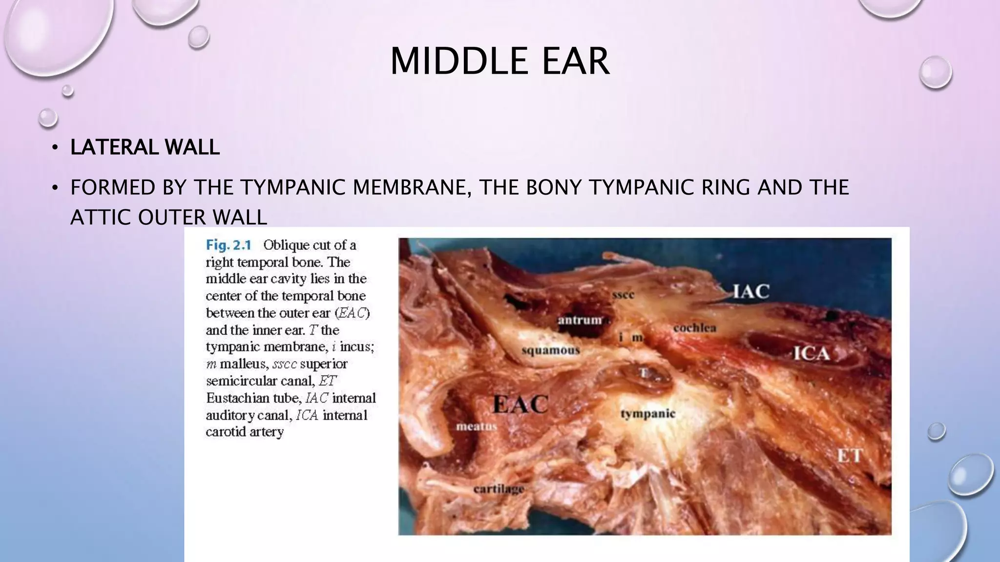 Anatomy of middle ear | PPTX