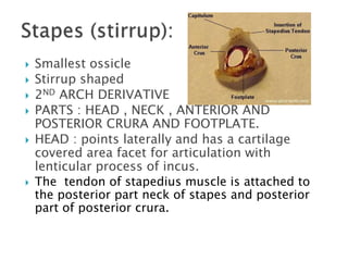 Anatomy of middle ear | PPTX