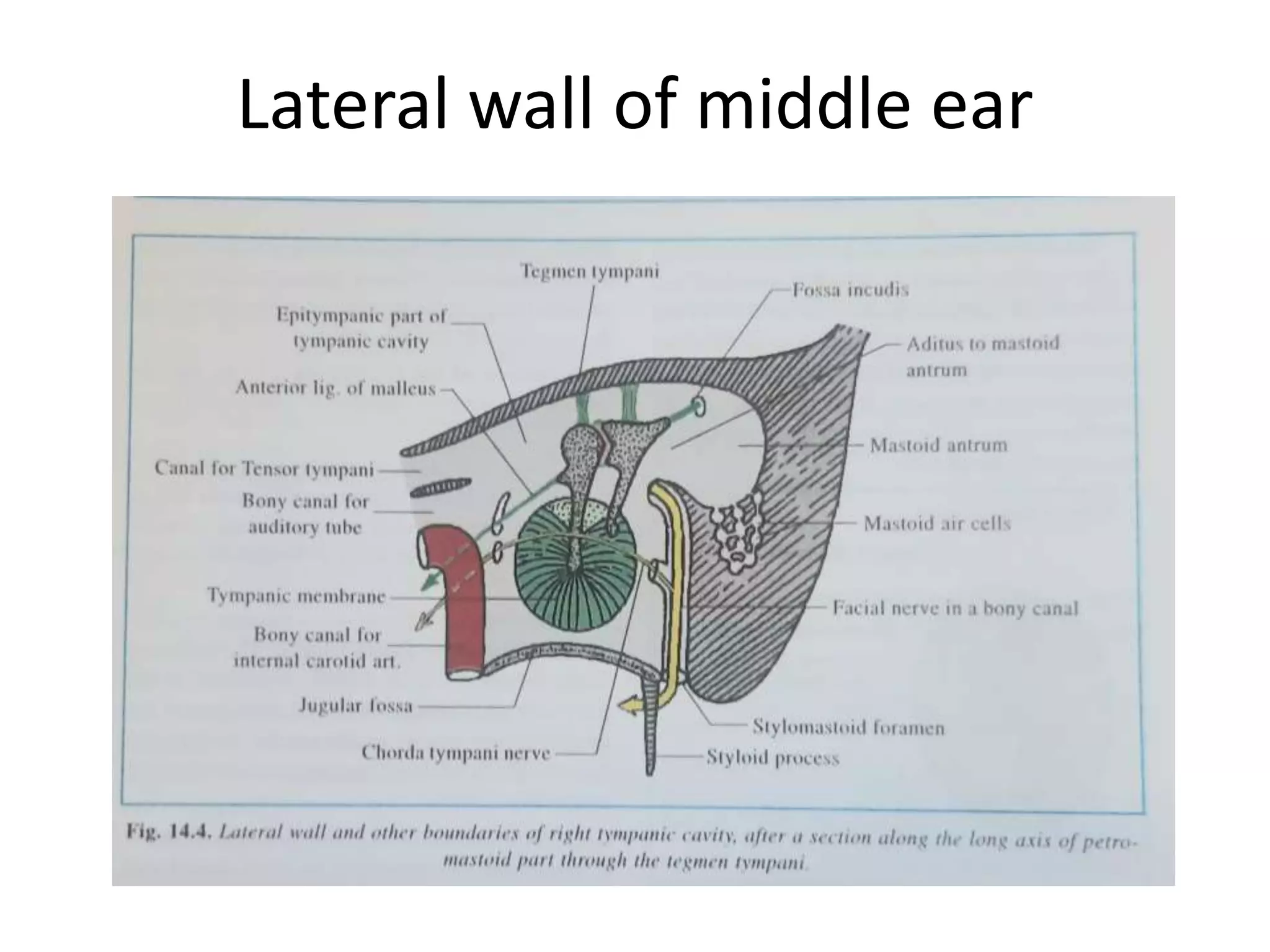 Anatomy of Middle Ear.pptx