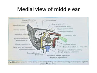 Anatomy of Middle Ear.pptx