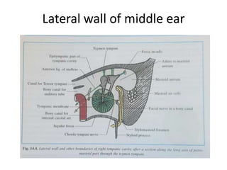 Anatomy of Middle Ear.pptx