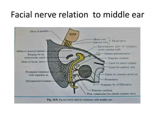 Anatomy of Middle Ear.pptx