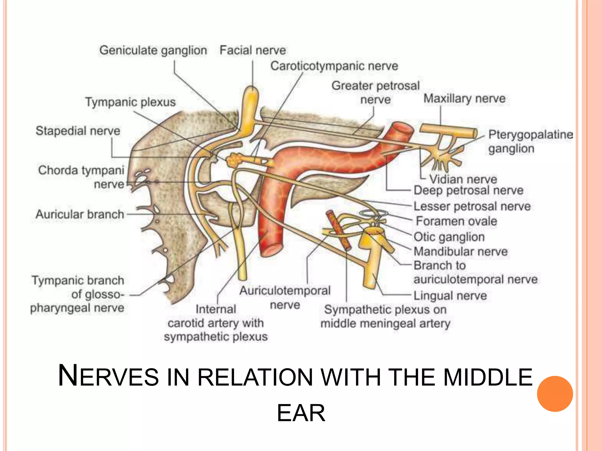 anatomy of middle ear.pptx