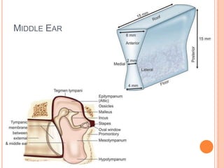 anatomy of middle ear.pptx