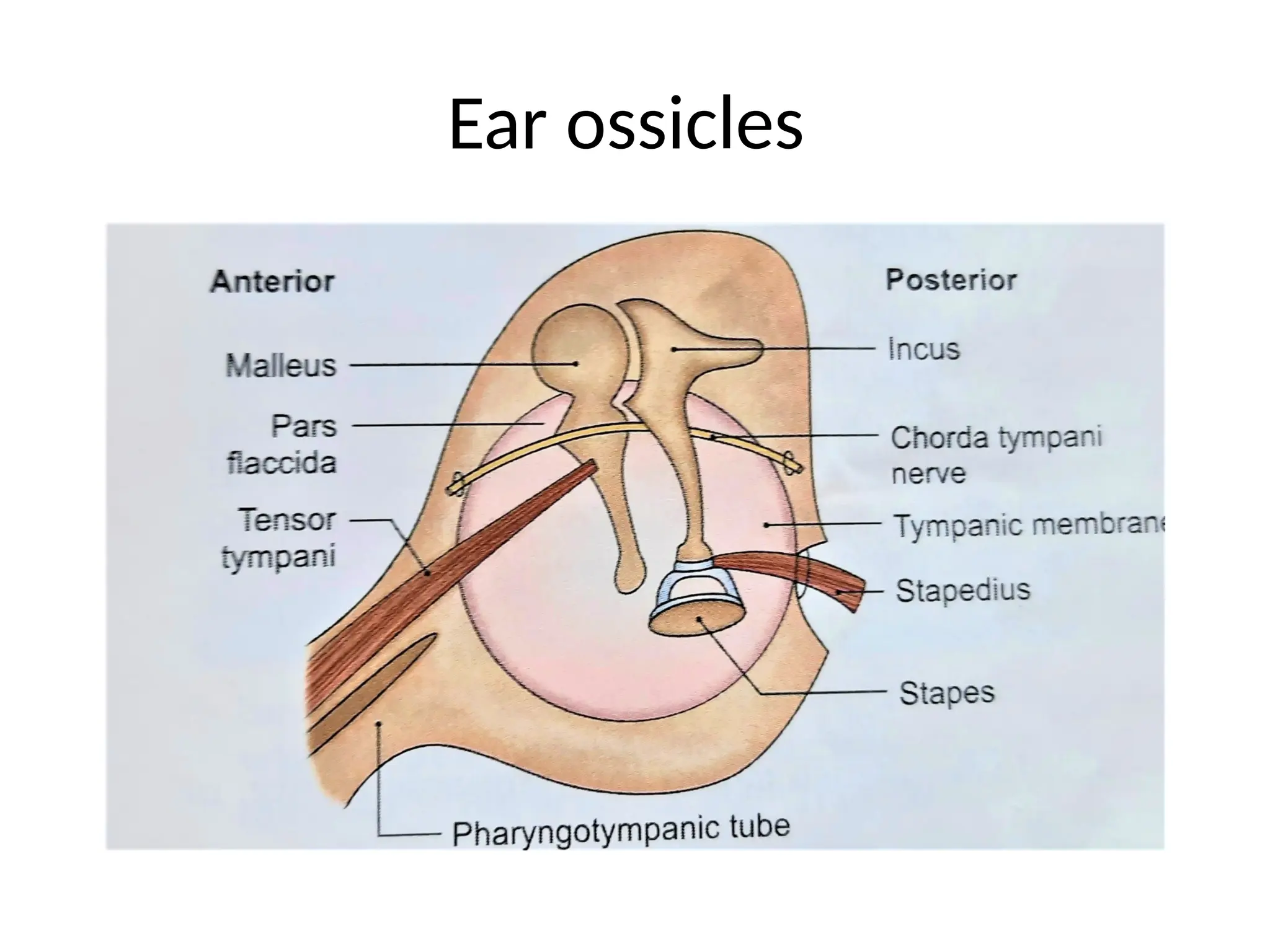 The Gross Anatomy of external and Middle ear Middle Ear | PPTX | Ear, Nose and Throat Conditions ...