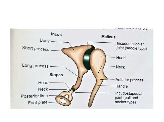 The Gross Anatomy of external and Middle ear Middle Ear | PPTX | Ear ...