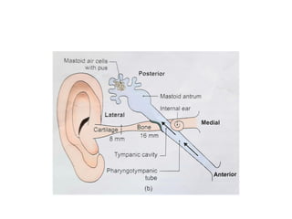 The Gross Anatomy of external and Middle ear Middle Ear | PPT