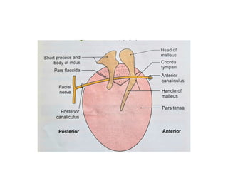 The Gross Anatomy of external and Middle ear Middle Ear | PPT