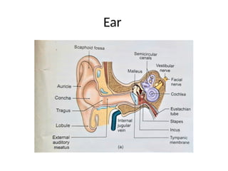 The Gross Anatomy of external and Middle ear Middle Ear | PPTX | Ear, Nose and Throat Conditions ...