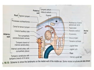 The Gross Anatomy of external and Middle ear Middle Ear | PPTX | Ear ...