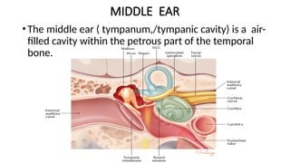 ANATOMY OF MIDDLE EAR-Sibi.pptx a brief look into it | PPT