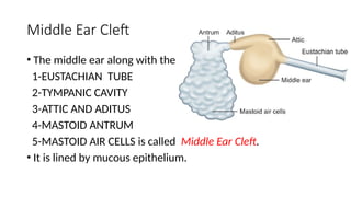 ANATOMY OF MIDDLE EAR-Sibi.pptx a brief look into it | PPT