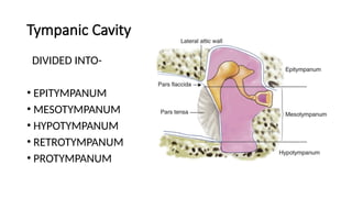 ANATOMY OF MIDDLE EAR-Sibi.pptx a brief look into it | PPTX