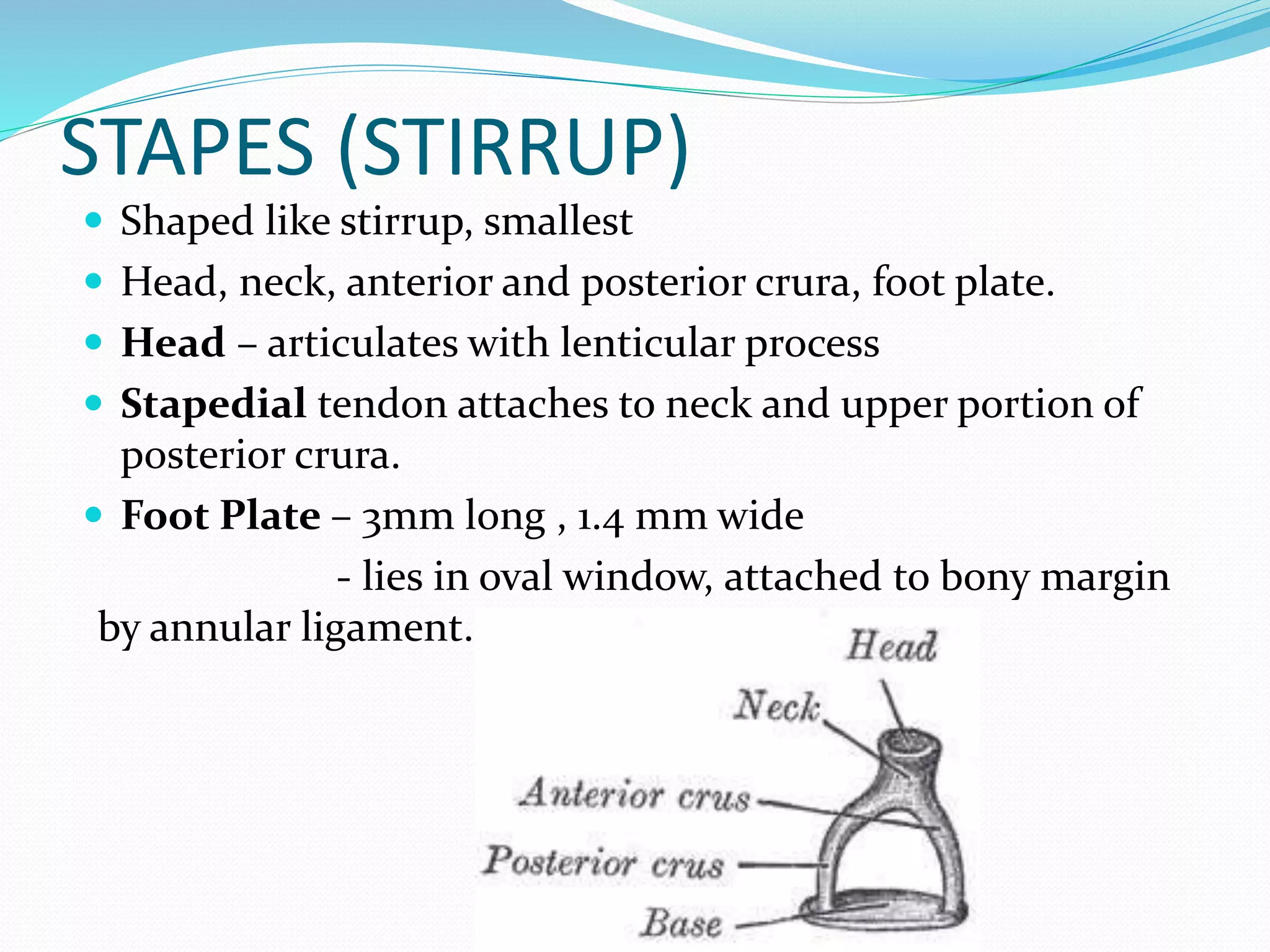 Anatomy of middle ear and its radiological correlation | PPTX