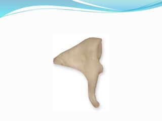 Anatomy of middle ear and its radiological correlation | PPTX