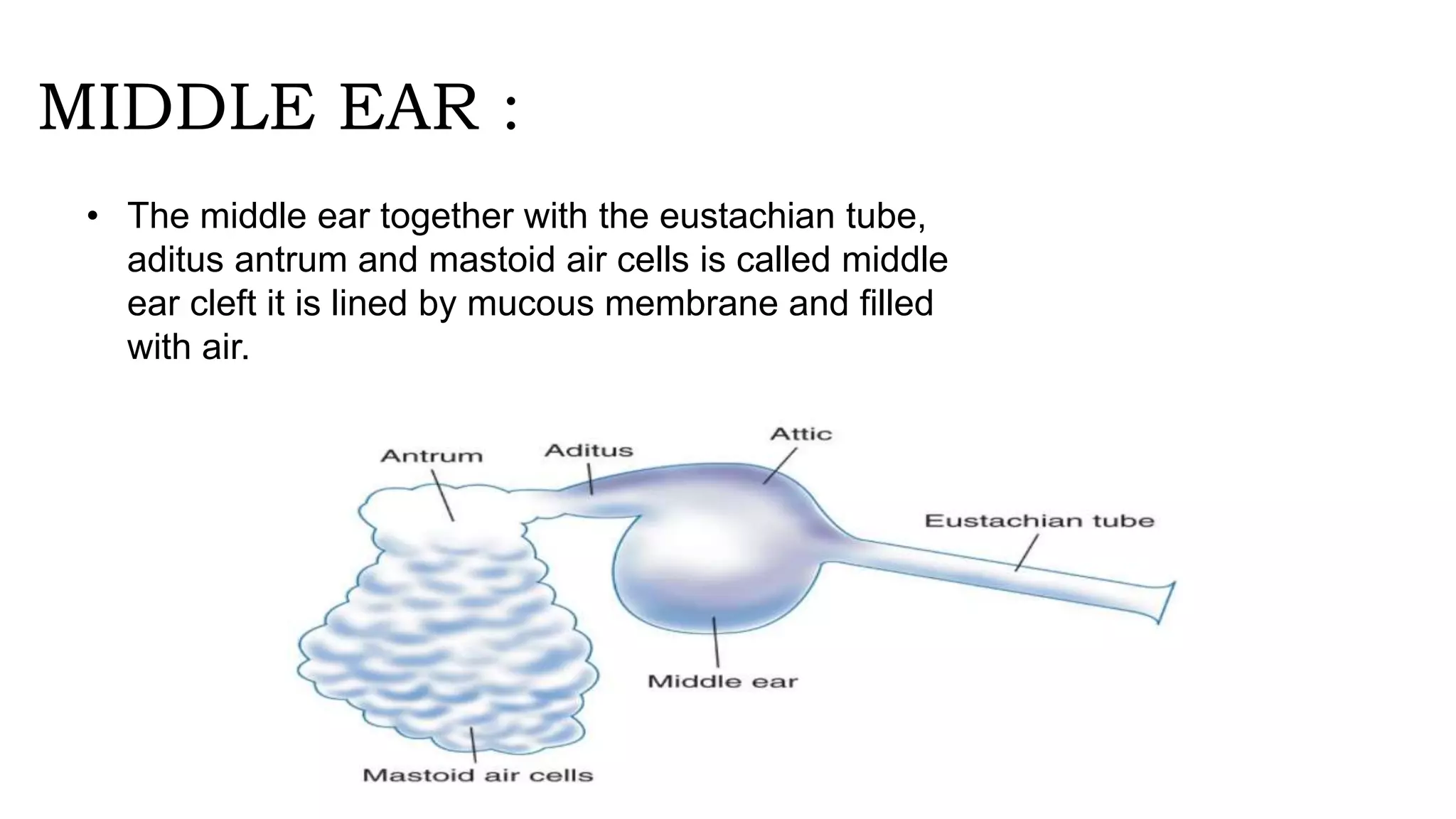 ANATOMY OF MIDDLE EAR BY DINESH V.pptx