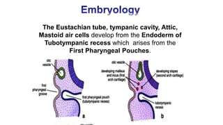 ANATOMY OF MIDDLE EAR BY DINESH V.pptx