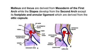 ANATOMY OF MIDDLE EAR BY DINESH V.pptx
