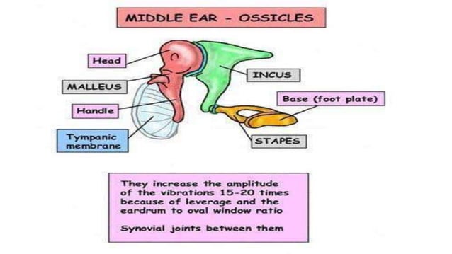ANATOMY OF MIDDLE EAR BY DINESH V.pptx | Free Download