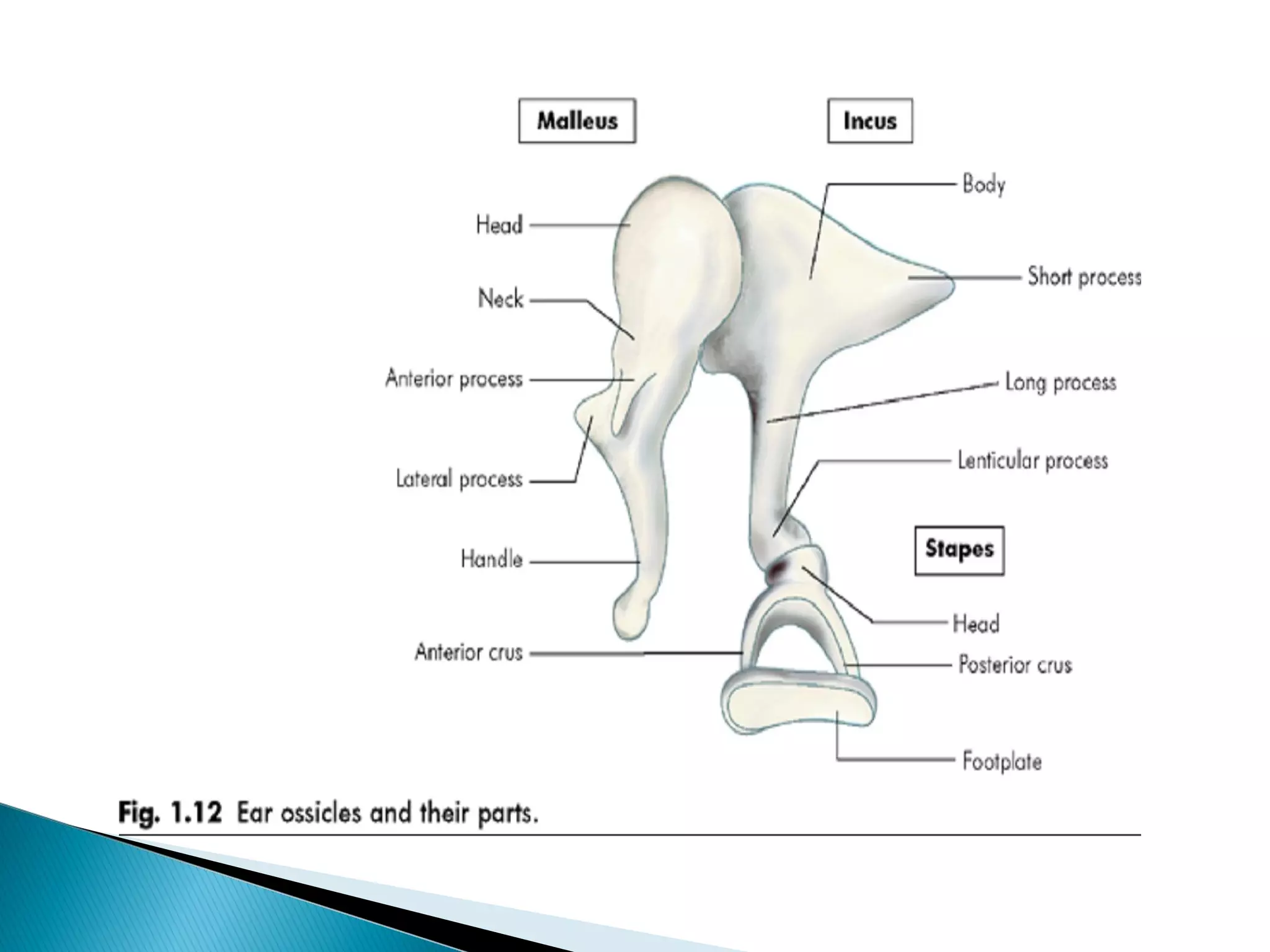 Anatomy of middle ear cleft microteaching, 06.03.17, dr.pk