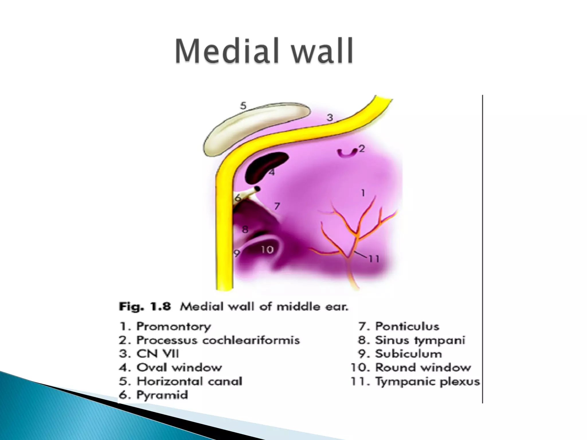Anatomy of middle ear cleft microteaching, 06.03.17, dr.pk