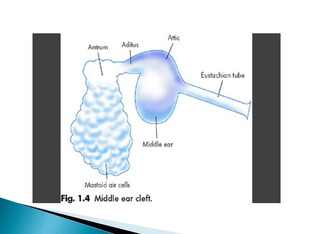 Anatomy of middle ear cleft microteaching, 06.03.17, dr.pk