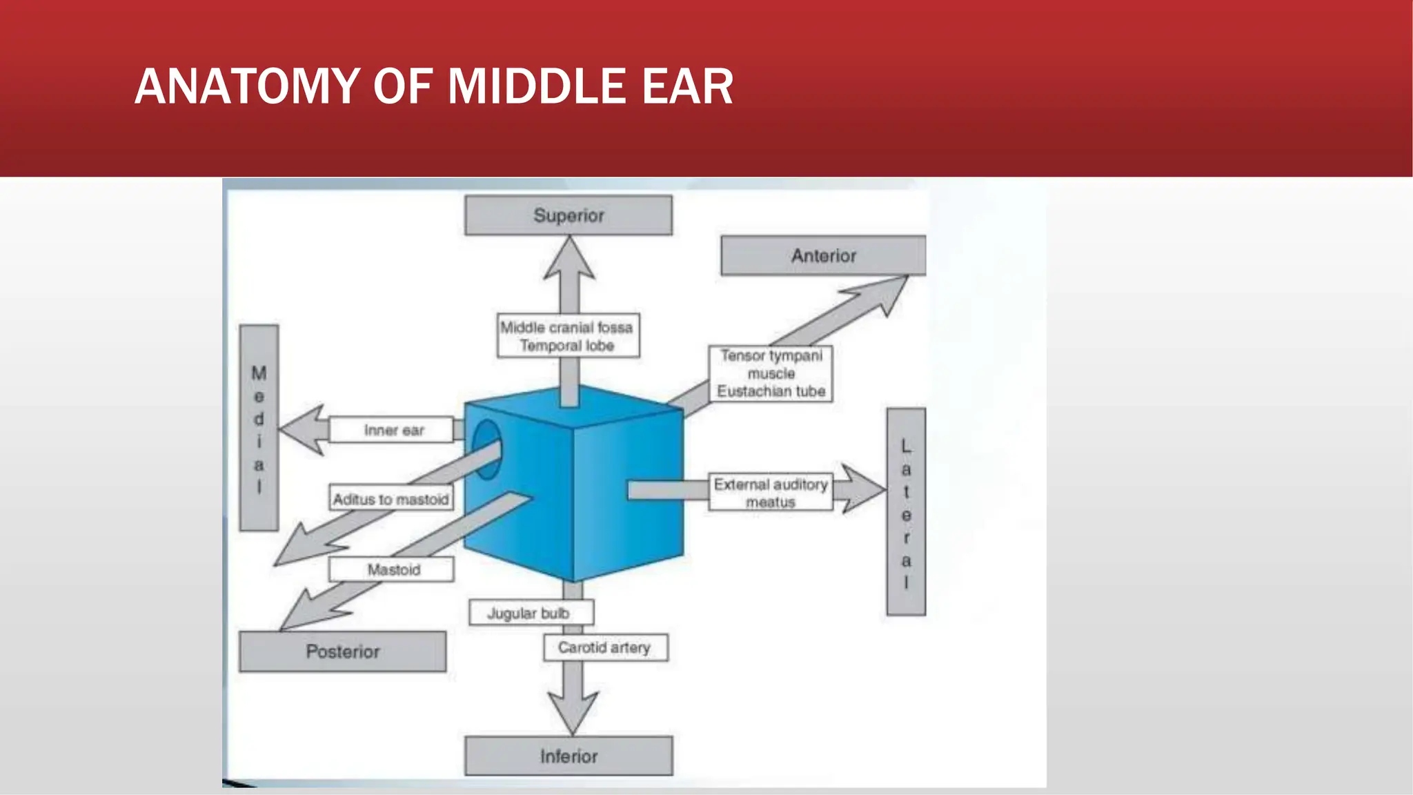 ANATOMY OF MID EAR and related structures.pptx