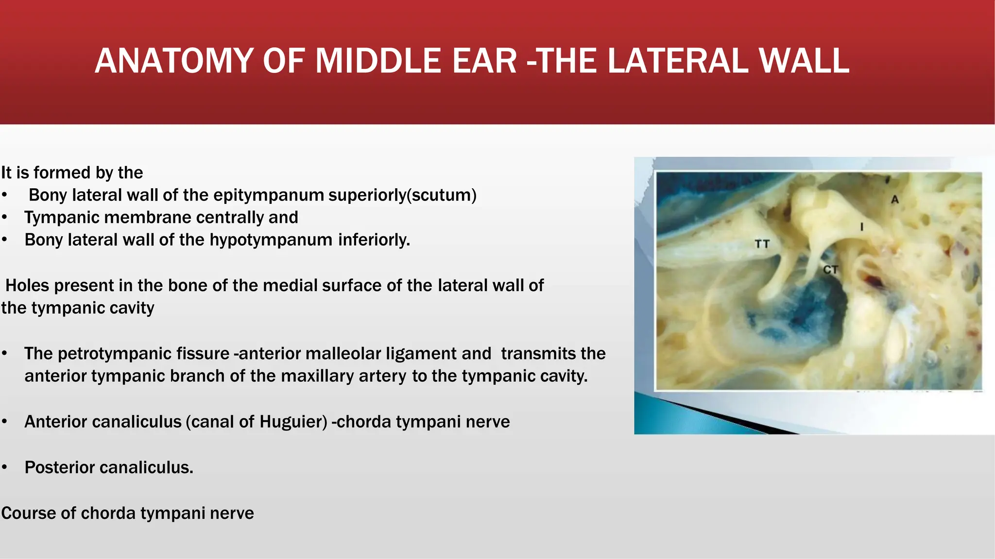 ANATOMY OF MID EAR and related structures.pptx